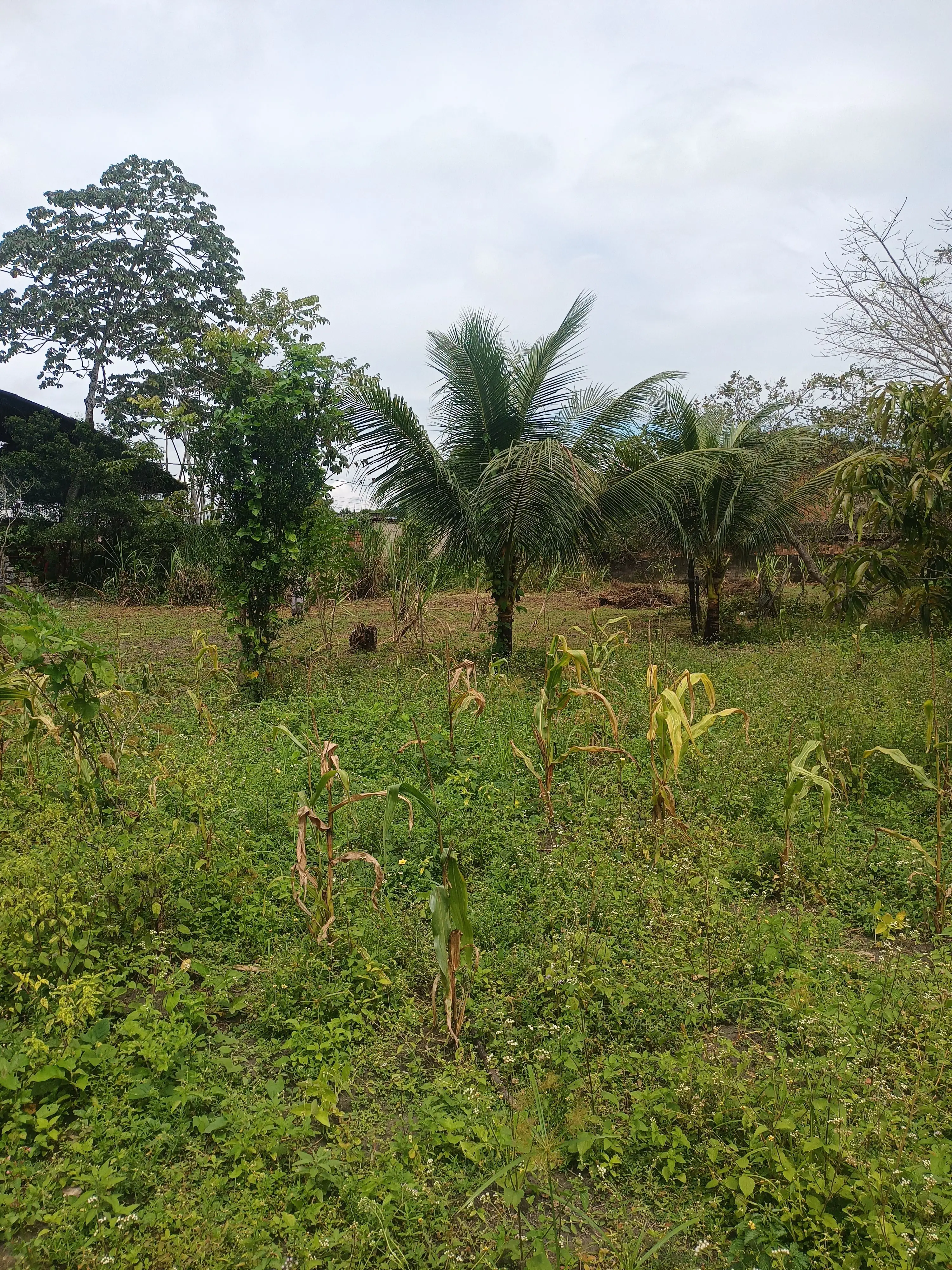 Comercial à venda em rua pública, PREF. ANTÔNIO LINS DE SOUZA, Rio ...
